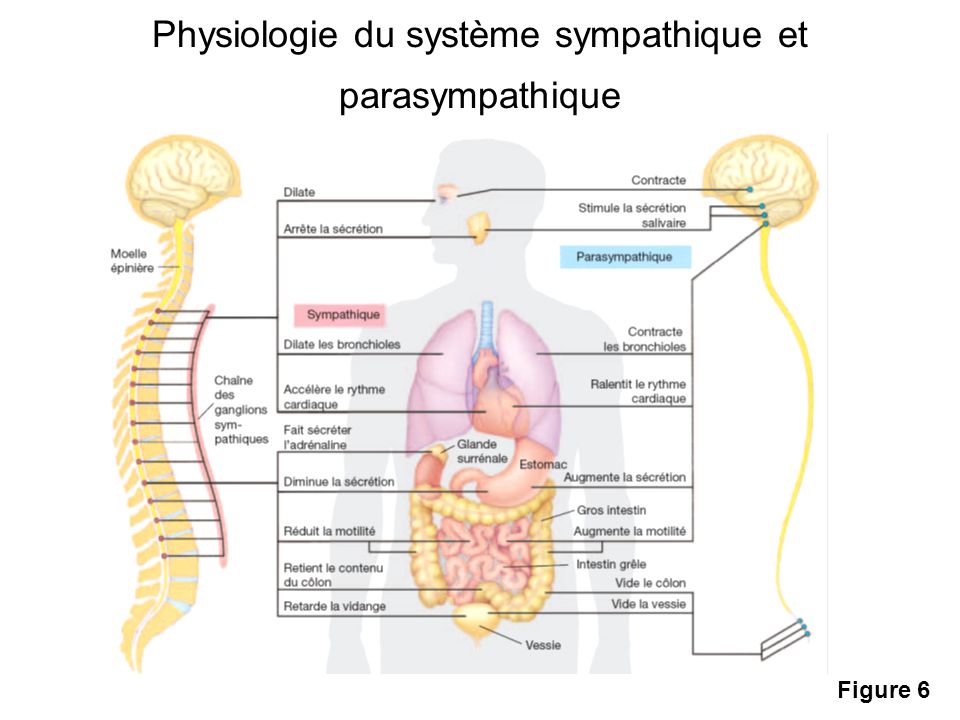 La cohérence cardiaque – Terre & Bentine